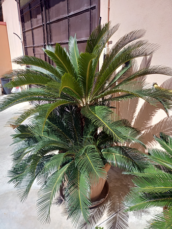 Cycas da giardino