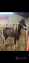 Cavallo Paint - Animali In vendita a Alessandria