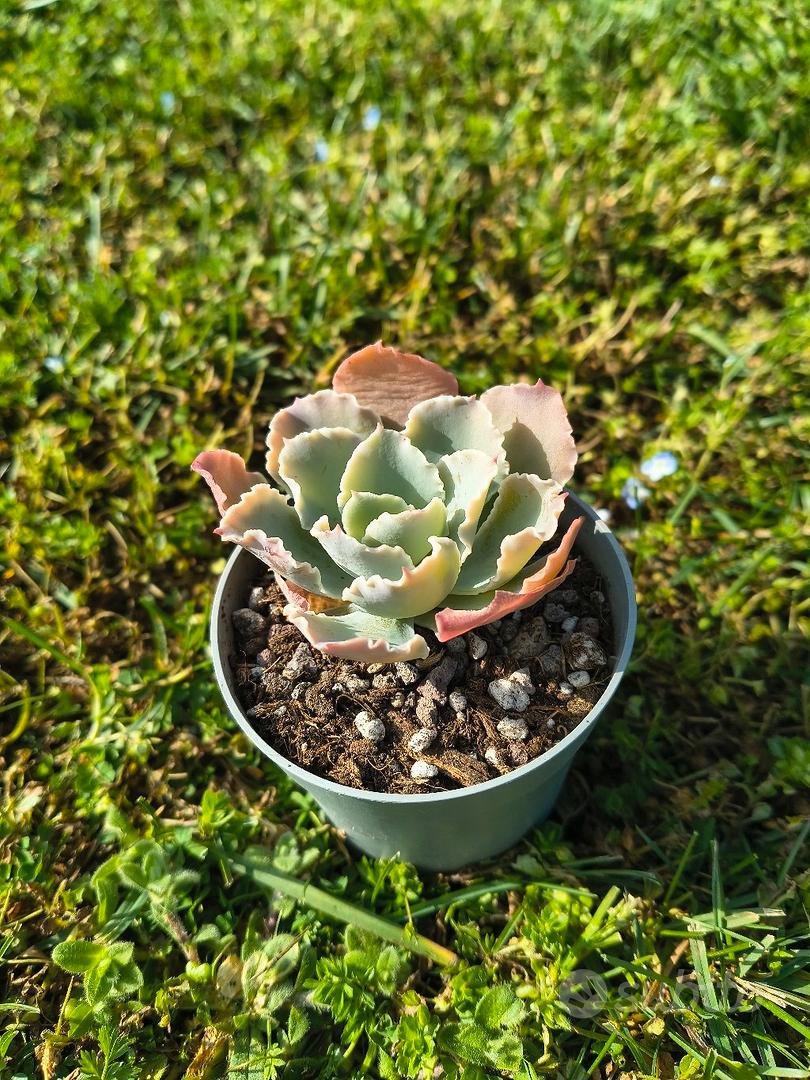 Echeveria Cupeno vaso 6cm: pianta grassa - Giardino e Fai da te In ...