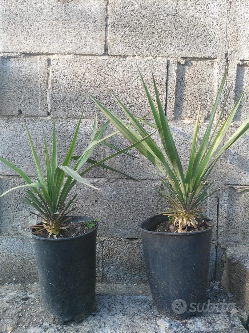 Piante di Yucca - Giardino e Fai da te In vendita a Asti