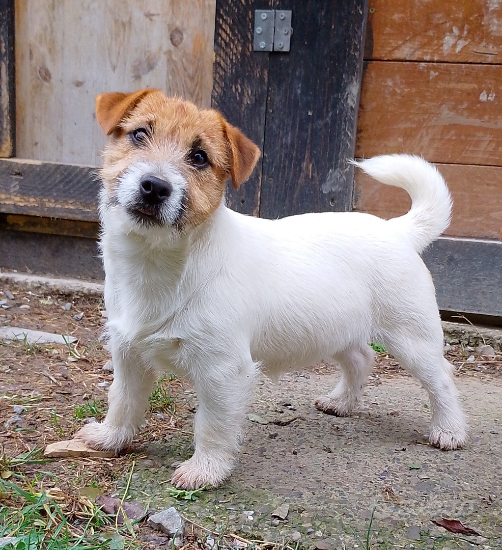 Jack Russell - Animali In vendita a Modena