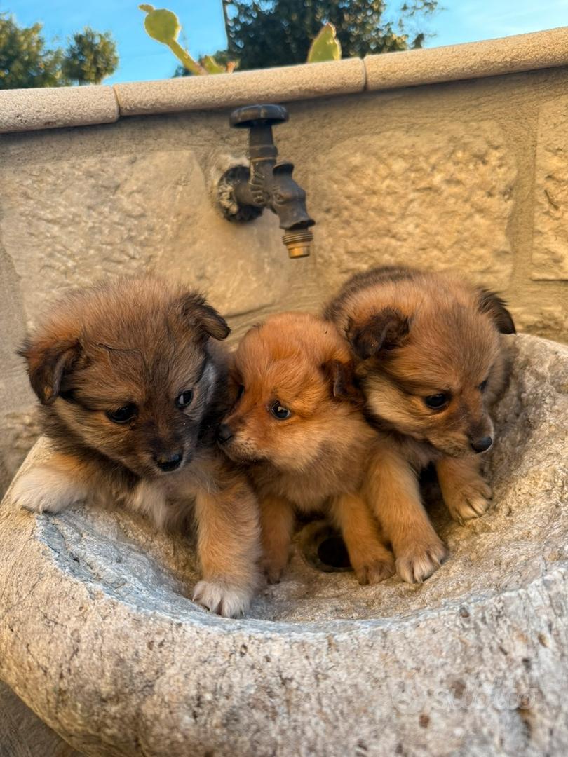 Volpini - Animali In vendita a Benevento