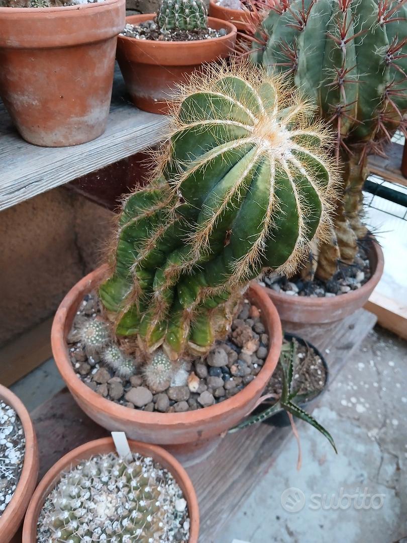 cactus - notocactus magnificus - Giardino e Fai da te In vendita a Piacenza