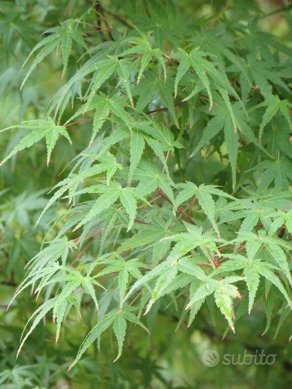 Aceri Giapponesi e Gingko - Giardino e Fai da te In vendita a Caserta