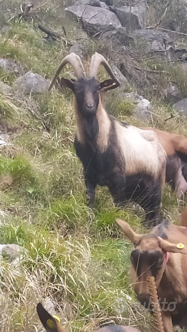 Becco camosciata delle alpi di fecondazione - Animali In vendita a ...