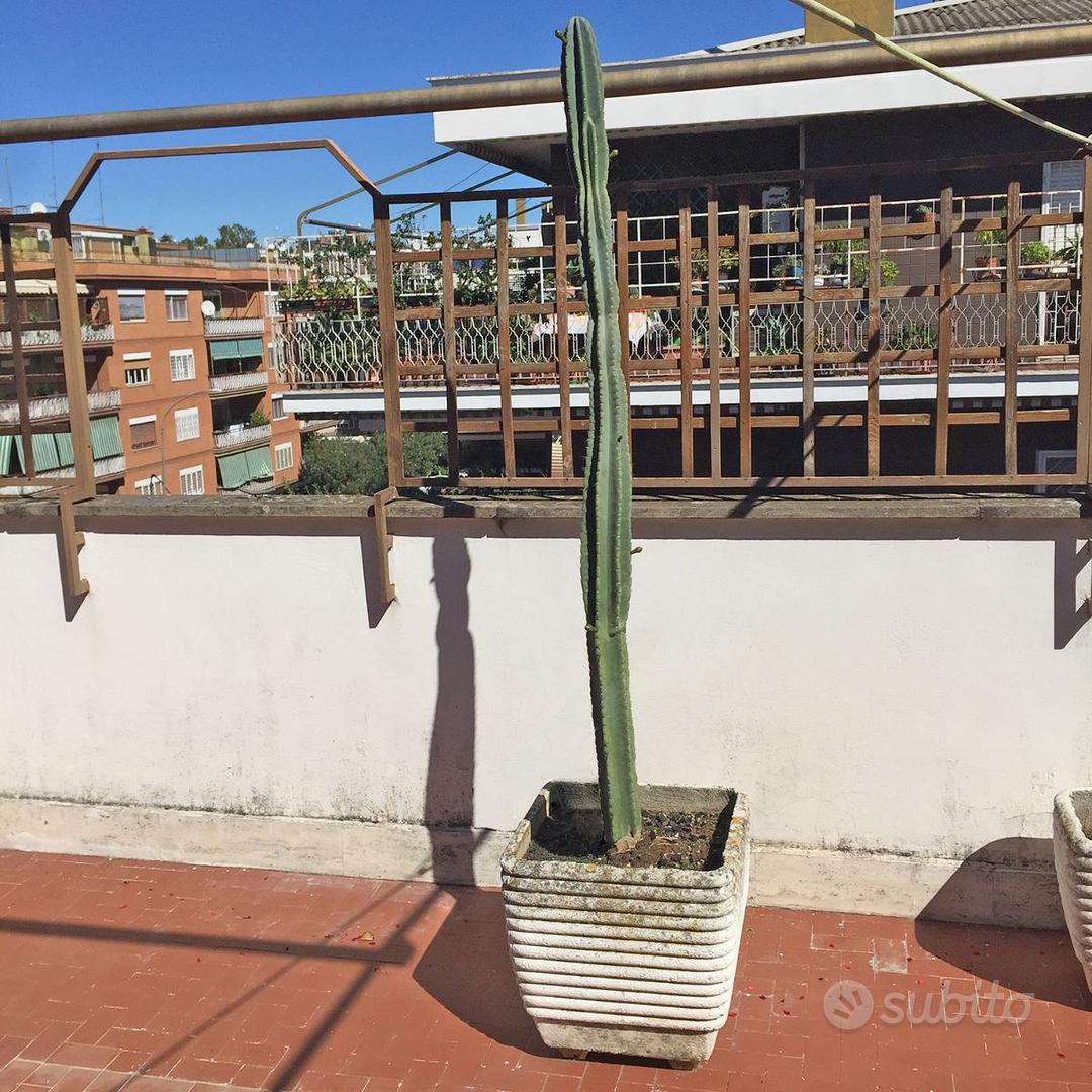 Cactus Cereo del Perù adulto (12 anni) con vaso - Giardino e Fai da te ...