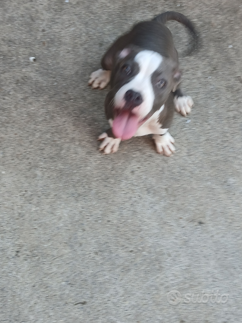 Amstaff femmina 3 messi mezzo - Animali In vendita a Bergamo