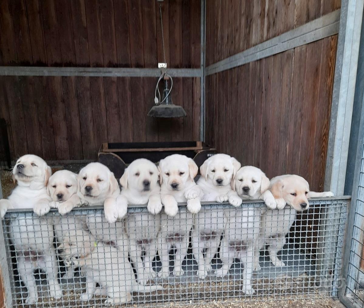 Labrador miele maschi con pedigree - Animali In vendita a Viterbo