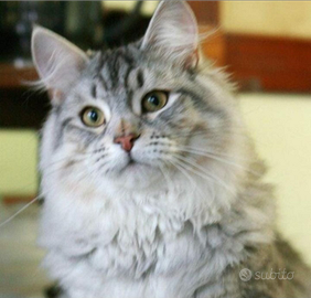 Siberiani 60 giorni - Animali In vendita a Milano