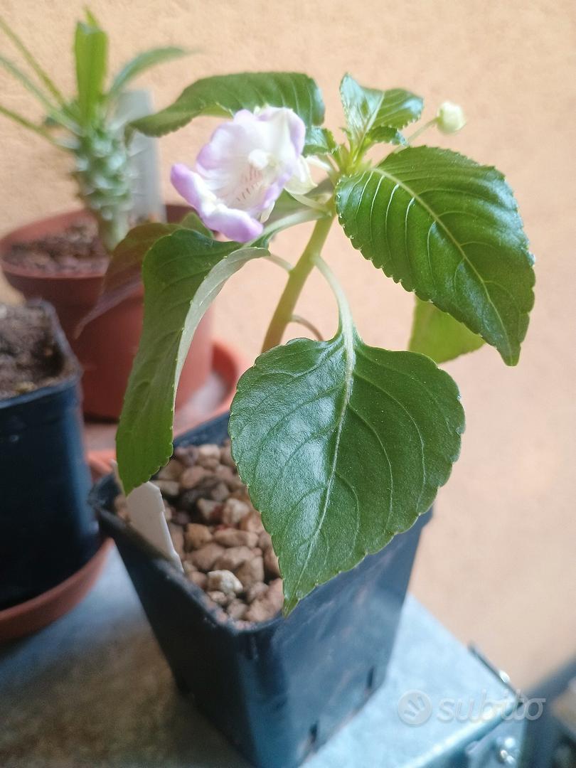 Piante Grasse,Tropicali - Giardino e Fai da te In vendita a Bologna