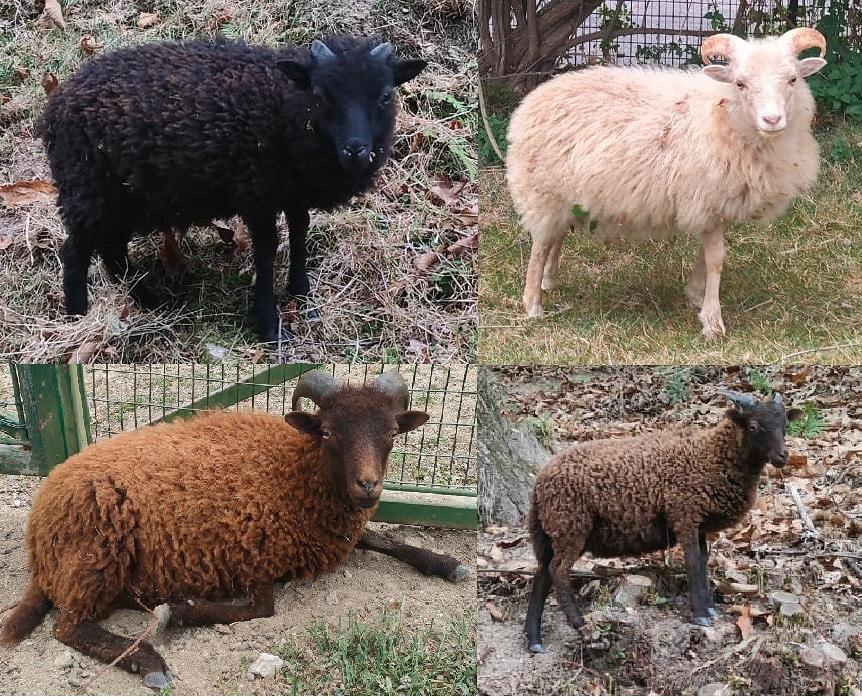 Pecora nana Ouessant ARR/ARR Bella Linea Genetica - Animali In vendita ...