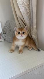 Scottish fold e straight golden NY12 - Animali In vendita a Bologna