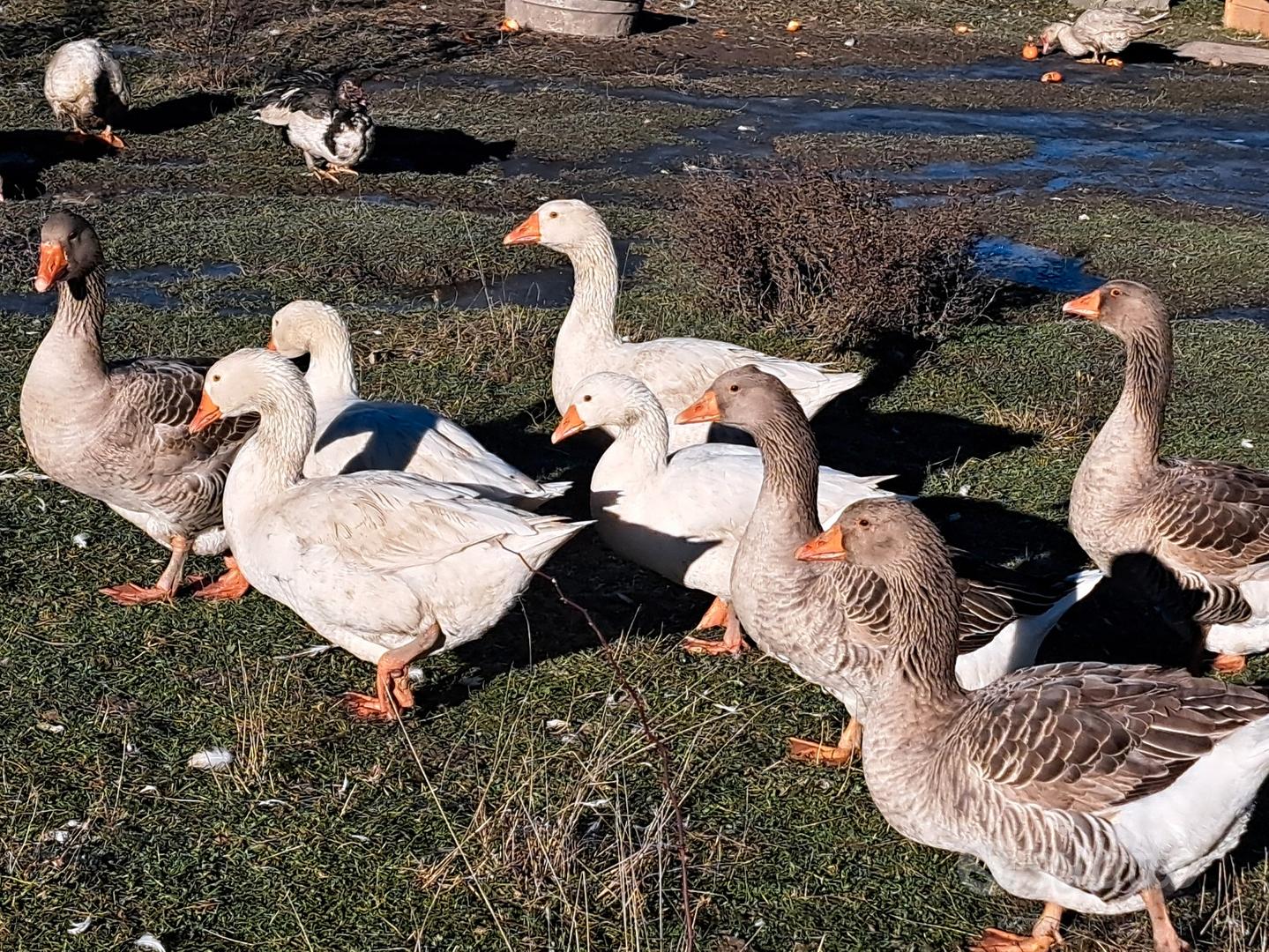 Oca romagnola/ Oca tolosa - Animali In vendita a Bologna
