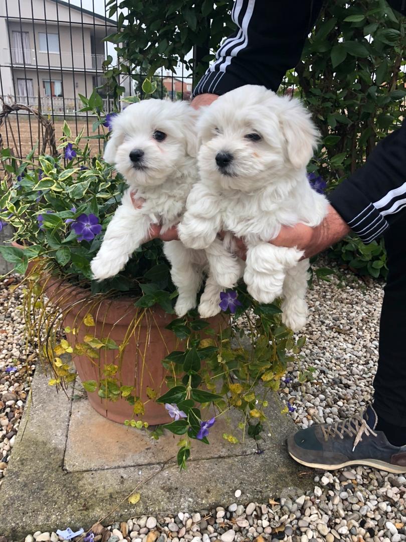 Subito - Novican® - Cuccioli di Maltese - Animali In vendita a Treviso