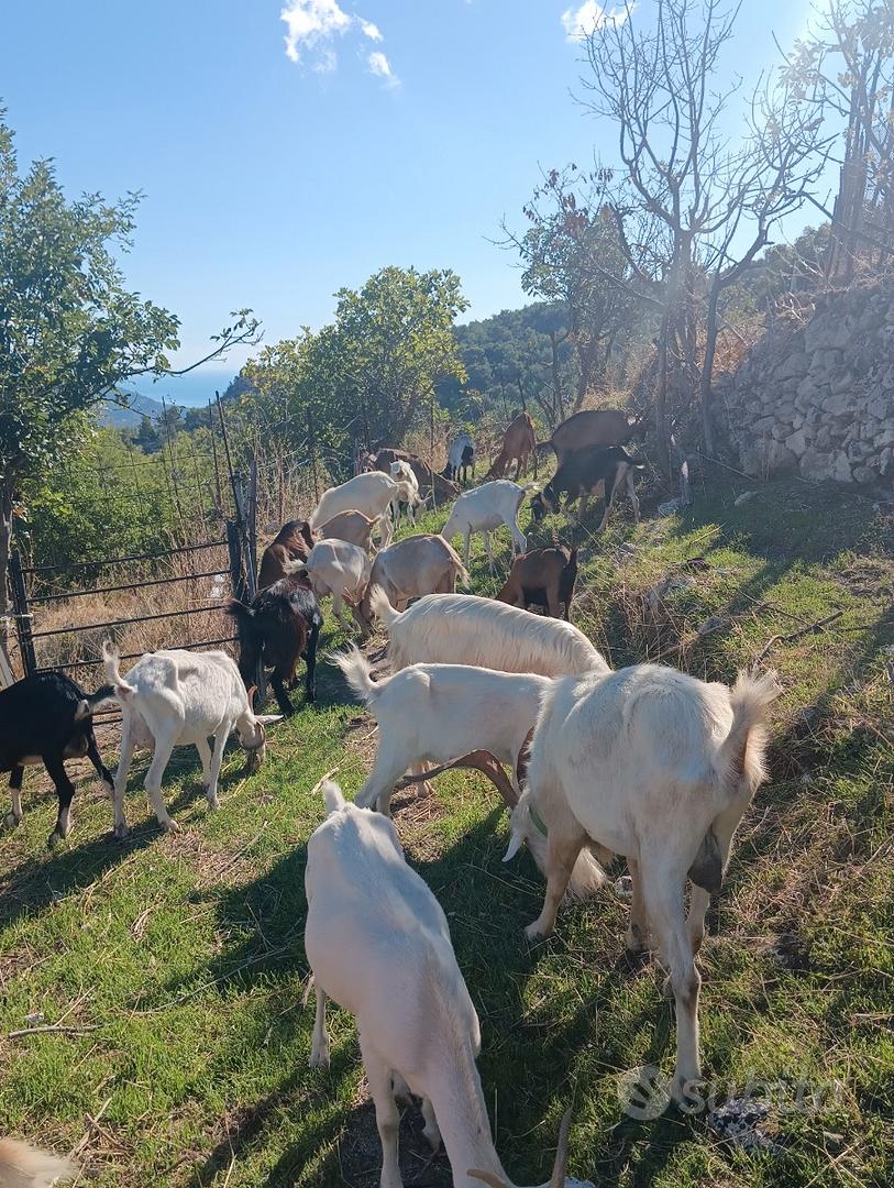 Capre - Animali In vendita a Foggia