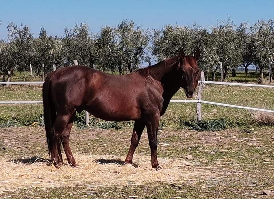 Quarter Horse Stallone - Animali In vendita a Potenza