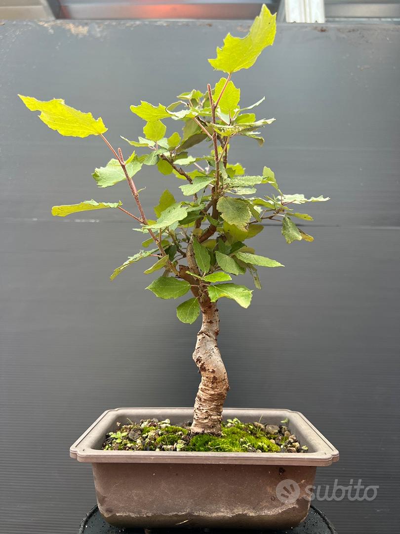 Pre bonsai piobbo bianco da seme ( populus alba ) - Giardino e Fai da ...