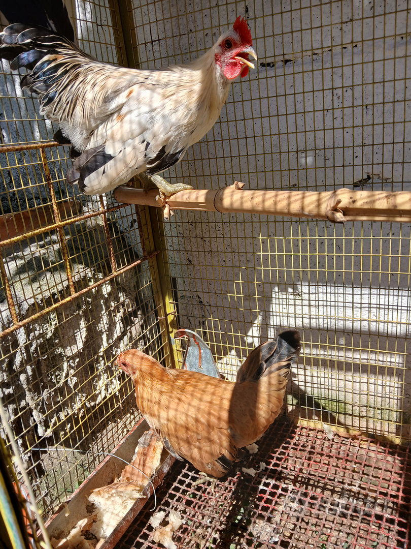 Coppia di galline ornamentali - Animali In regalo a Catanzaro