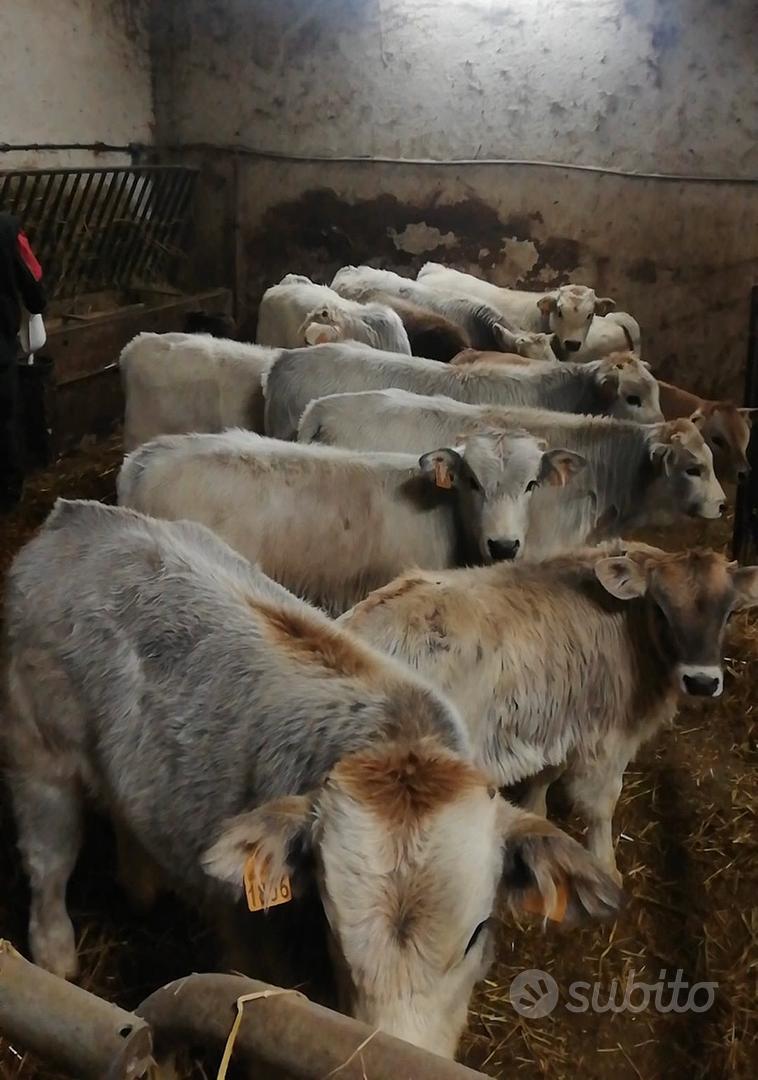 Vitelli romagnoli e vitelle meticce - Animali In vendita a Chieti