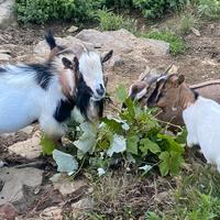 Capre - Regalo e vendita animali in Lombardia - Subito.it