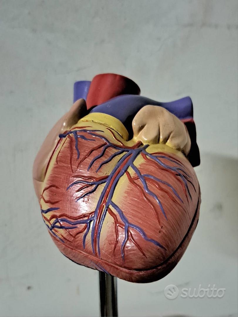 Modello anatomio cuore umano - Collezionismo In vendita a Roma