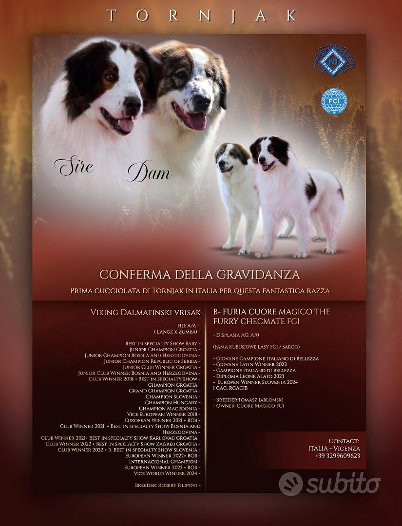 Tornjak RARITA IN ITALIA - Animali In vendita a Vicenza