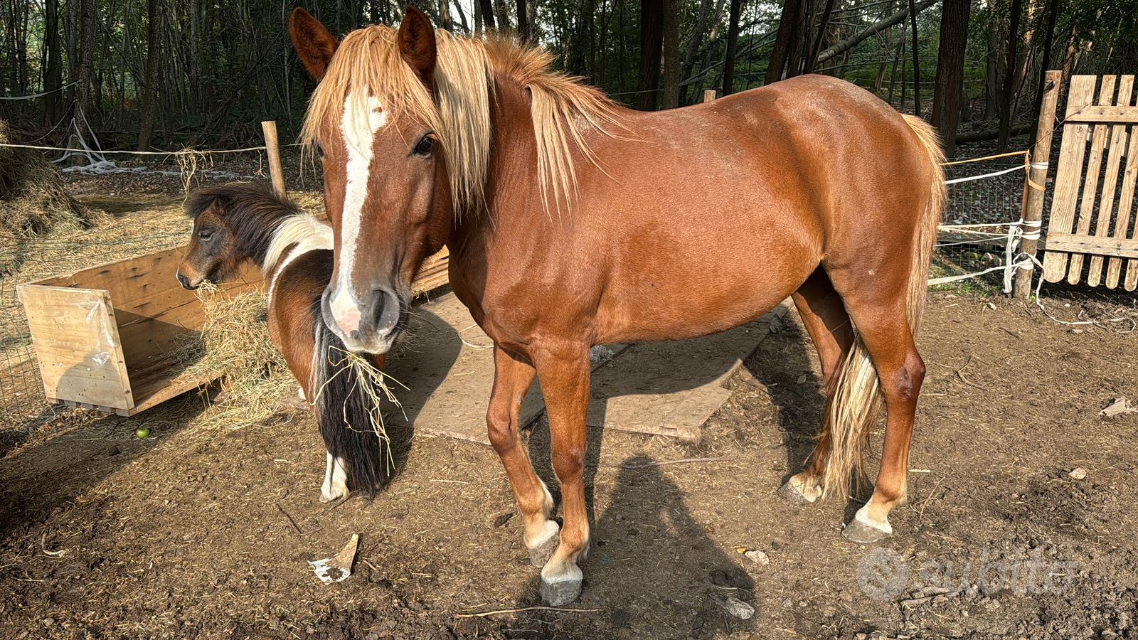 Puledra 4 anni da domare - Animali In vendita a Varese