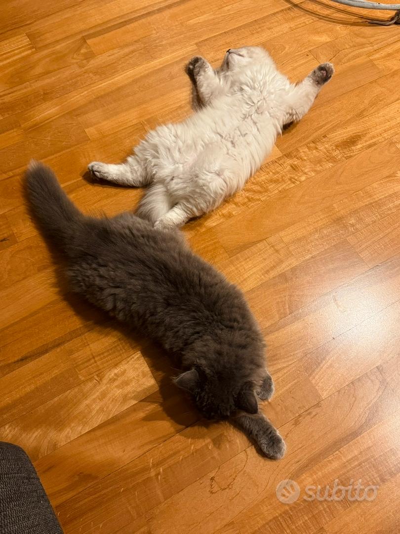 Gatti siberiani - Animali In vendita a Udine