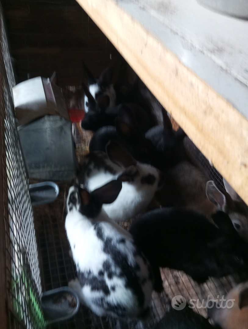 Conigli - Animali In vendita a Cosenza