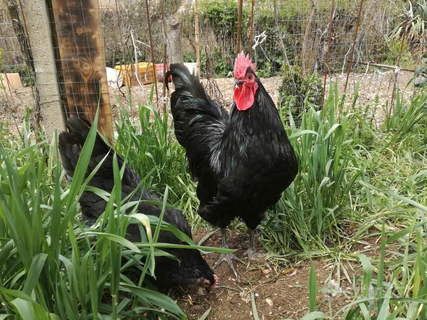 Australorp *pura razza - Animali In vendita a L'Aquila