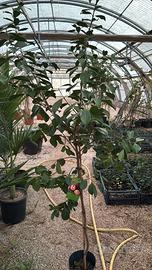 Guava Fragola PSIDIUM CATTLEYANUM pianta in vaso - Giardino e Fai da te ...