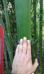 Bamboo, Bambu gigante canne, piantine ed oggetti - Giardino e Fai da te ...