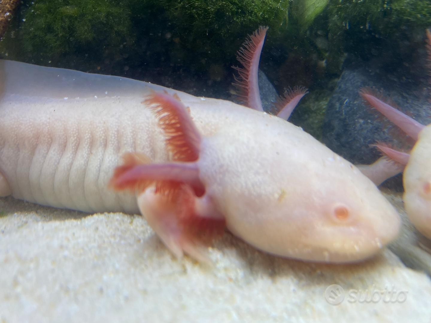 Axolotl - Animali In vendita a Roma