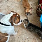 Animal stat - Vendita in tutta Italia - Subito.it