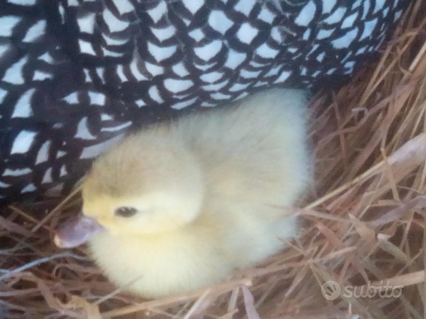 Anatroccoli di anatra muta colori particolari - Animali In vendita a ...