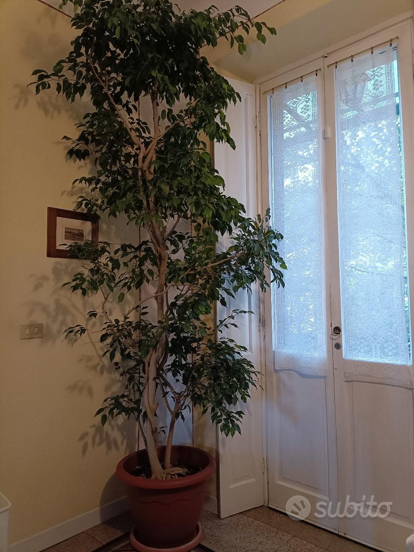 pianta ficus Benjamin circa 3m - Giardino e Fai da te In vendita a Como