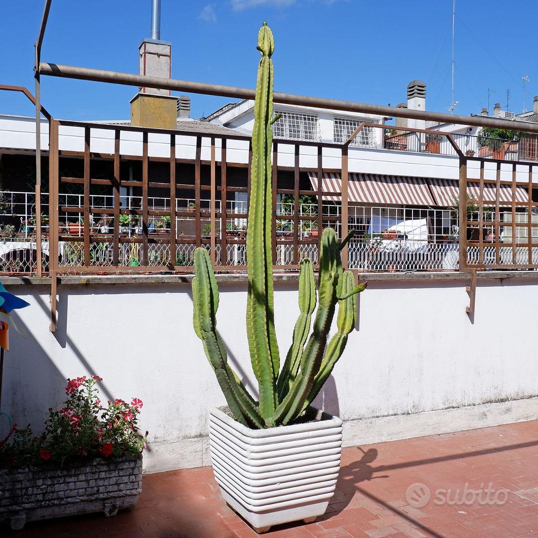 Cactus Cereo del Perù adulto (14 anni) con vaso - Giardino e Fai da te ...