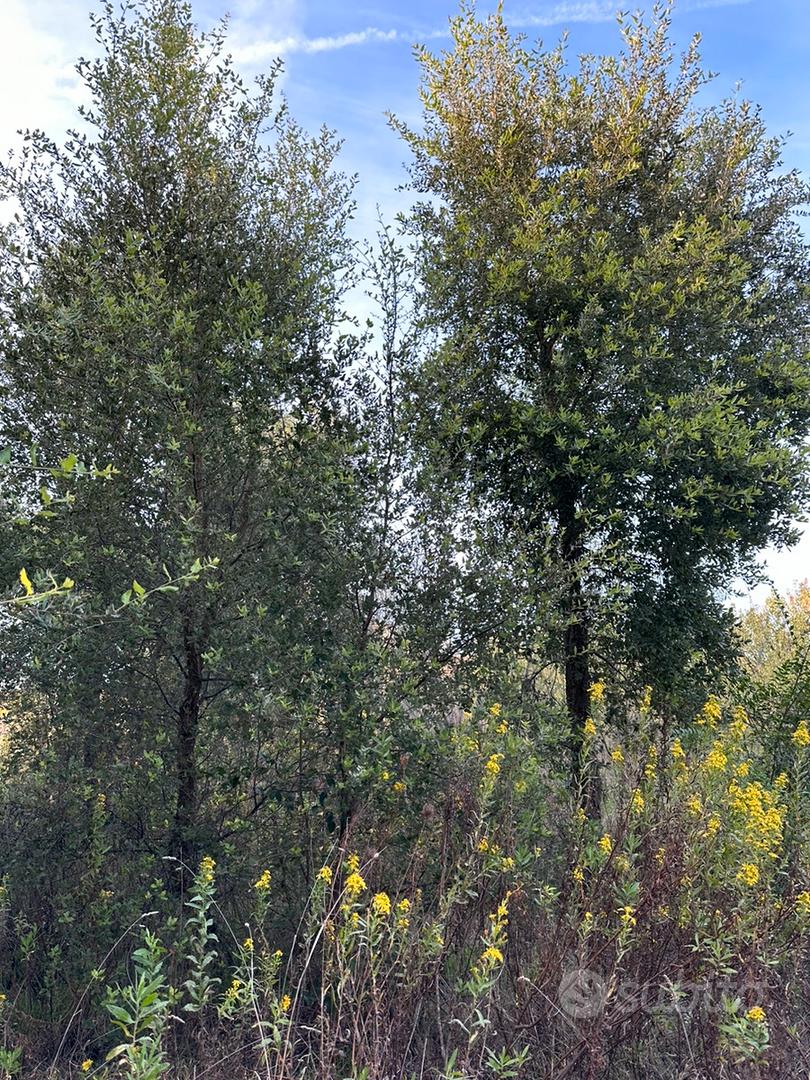 Piante di sughere di 15 anni - querce da sughero - Giardino e Fai da te ...