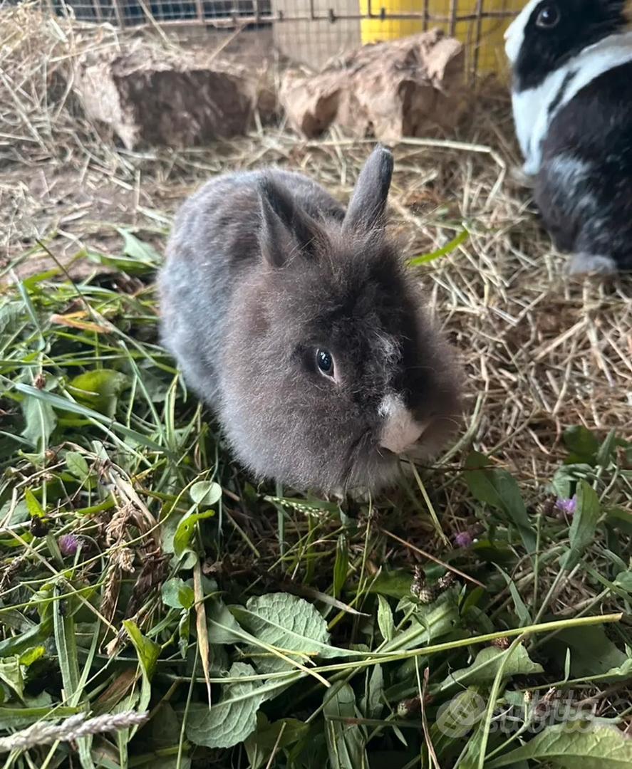Conigli teste di leone - Animali In vendita a Torino