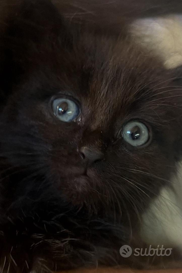 Cucciolo gatto Maine Coon - Animali In vendita a Torino