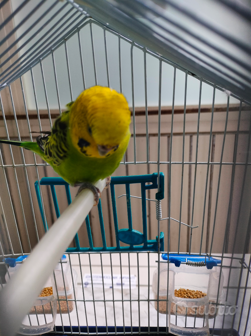 Pappagallino - Animali In vendita a Napoli