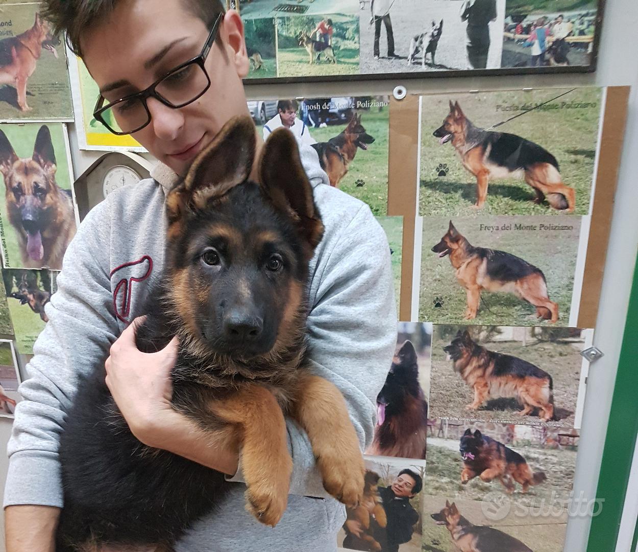 Subito - Allevamento Pastori Tedeschi "del Monte Poliziano" - Pastore ...