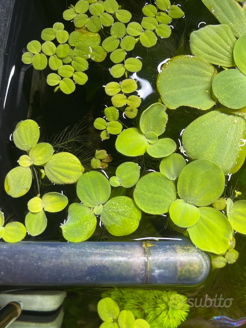 Pianta galleggiante per acquario d'acqua dolce - Animali In vendita a ...