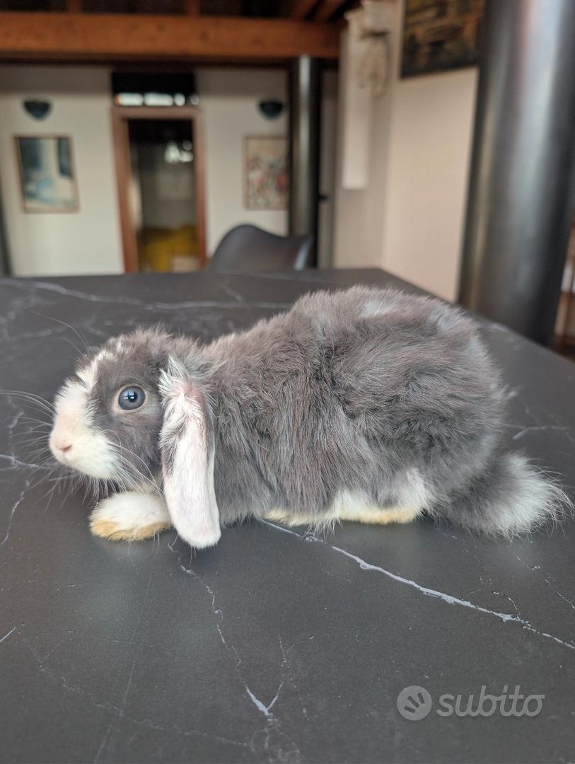 Coniglio testa d'ariete 4 mesi - Animali In vendita a Torino