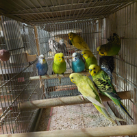 Cocorite - Regalo e vendita animali a Brescia e provincia - Subito.it