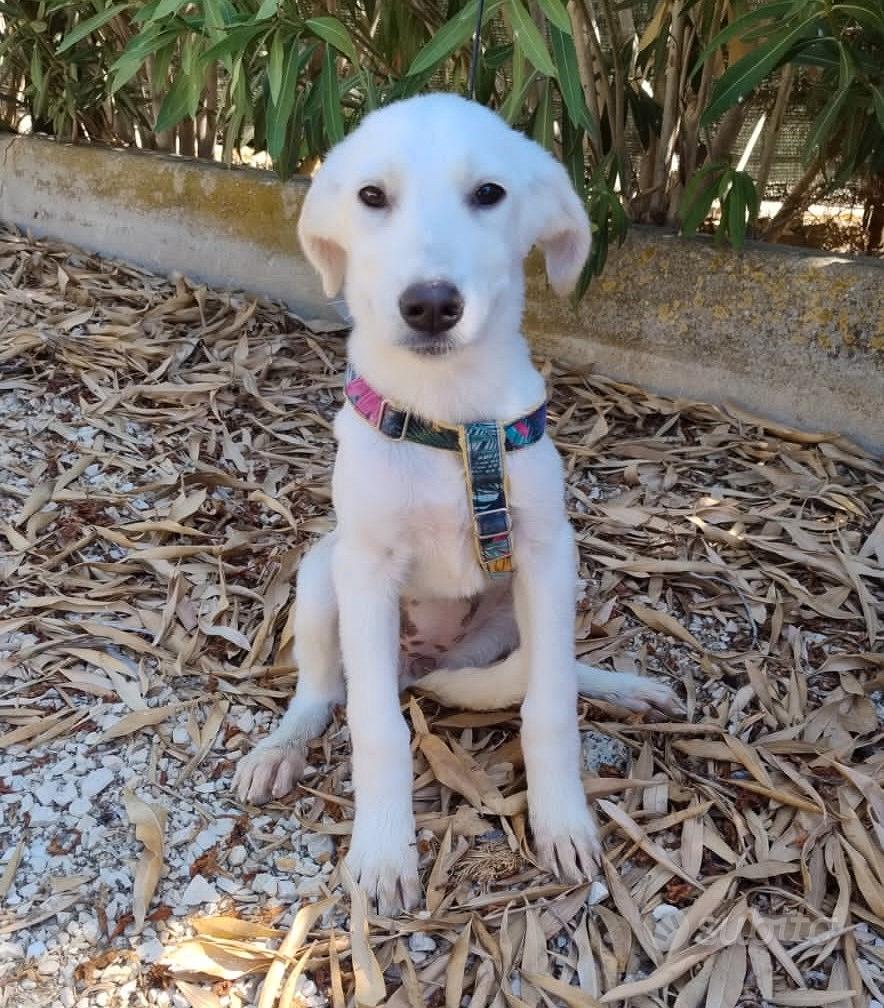 Ola, luce, dolly e coffe, cucciole 4 mesi - Animali In regalo a Bergamo