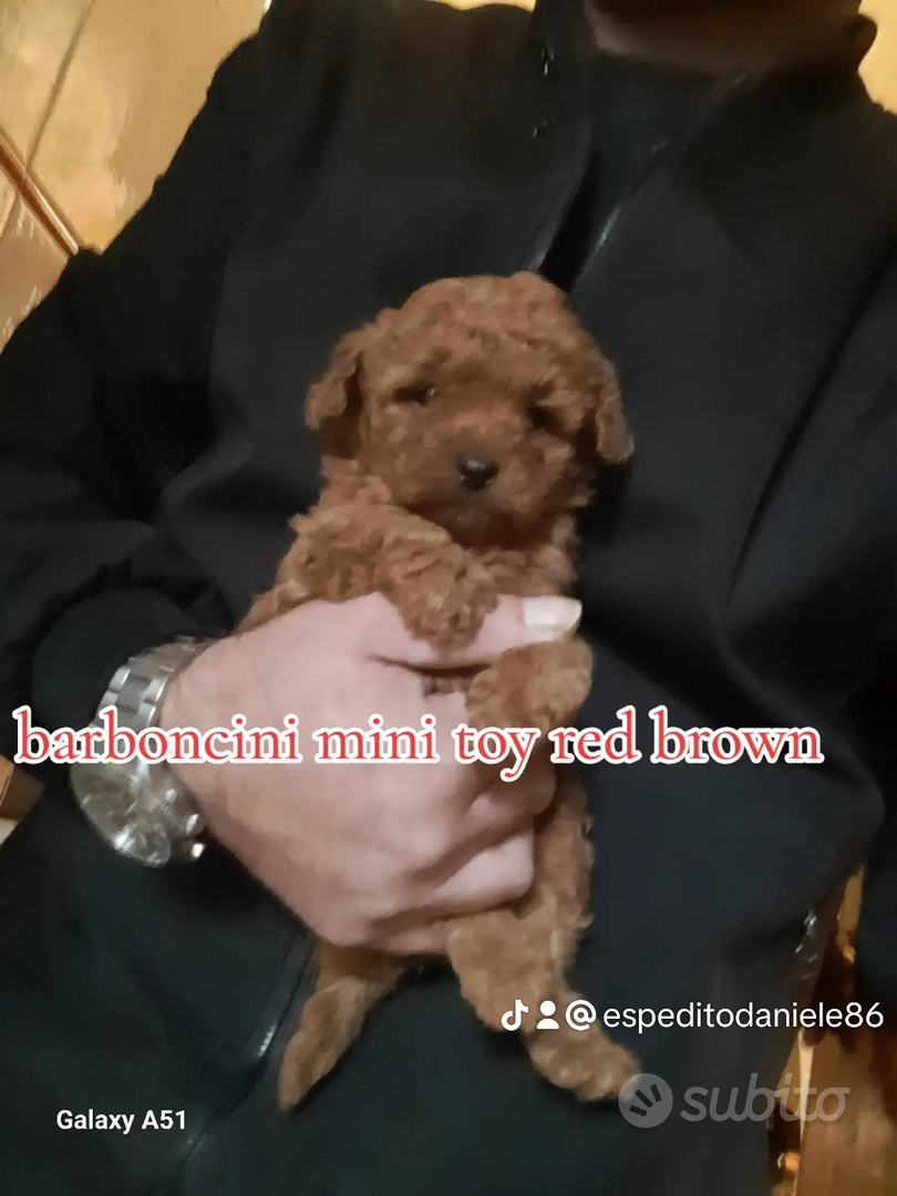 Subito - LA PICCOLA SAVANA - Barboncino minitoy red brown a. R.a.t.e 10 ...