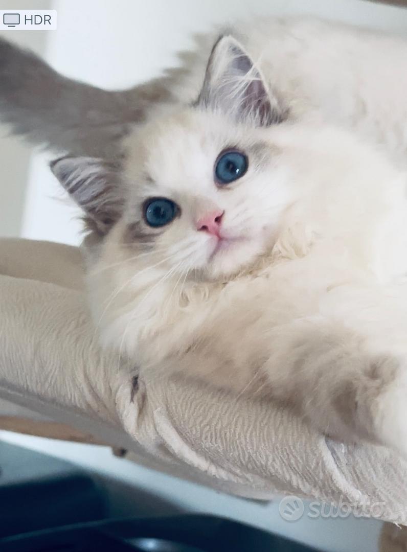 Meraviglioso gattino Ragdoll,pedigree ministeriale - Animali In vendita ...