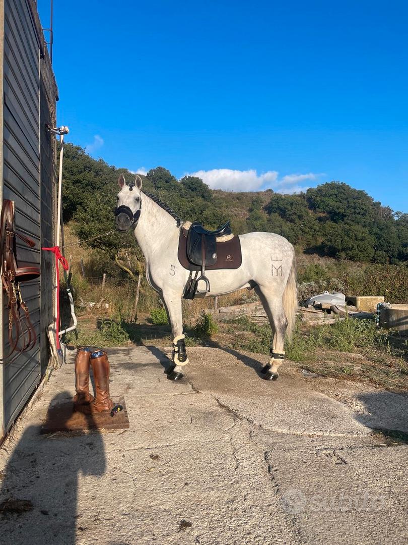 Cavallo Andaluso - Animali In vendita a Palermo