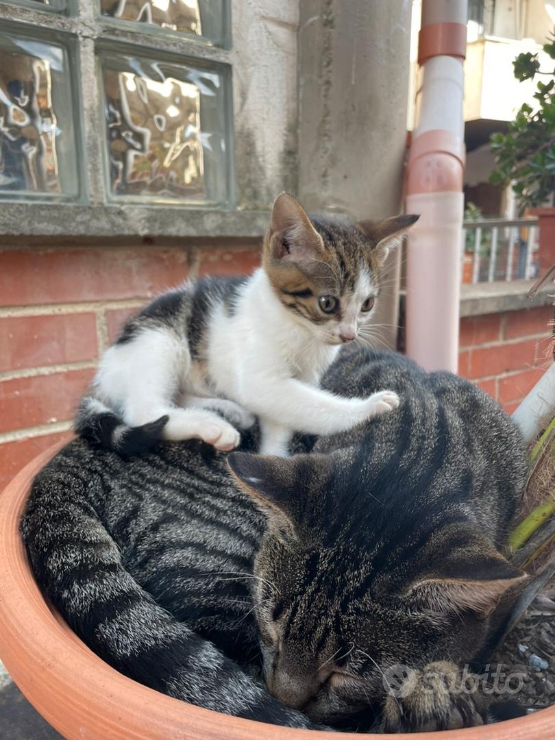 Gattini - Animali In vendita a Roma